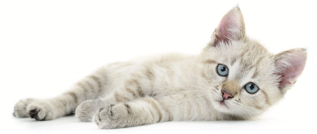 Dechra Veterinary Products NZ – Veterinary pharmaceutical products for ...