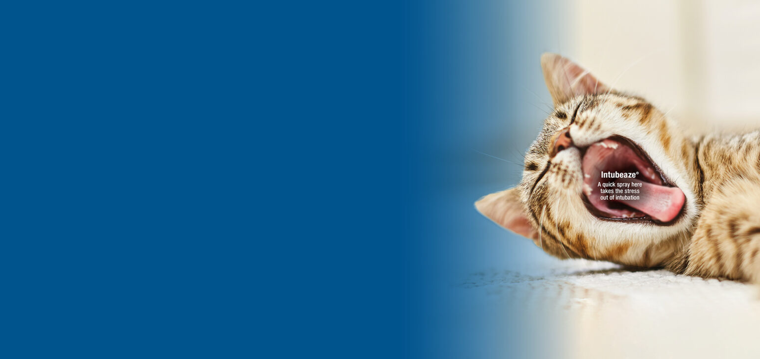 Dechra Veterinary Products NZ – Veterinary pharmaceutical products for ...